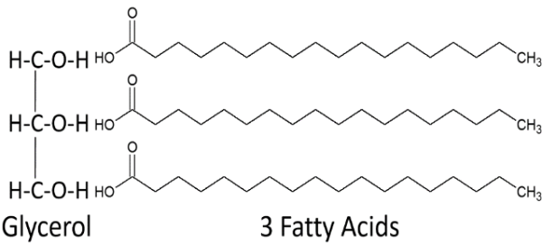 The Role Of Palm Oil In Cosmetics Products – MPOC